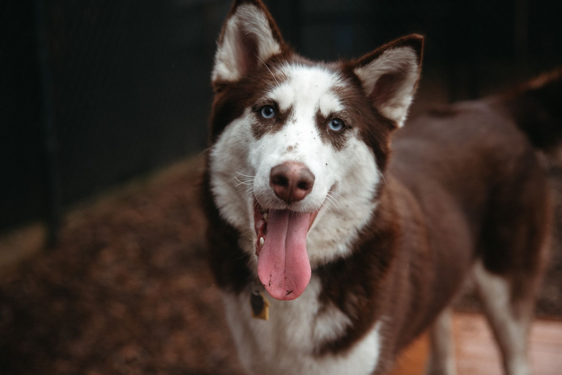 Sponsor a Pet | Oregon Humane Society