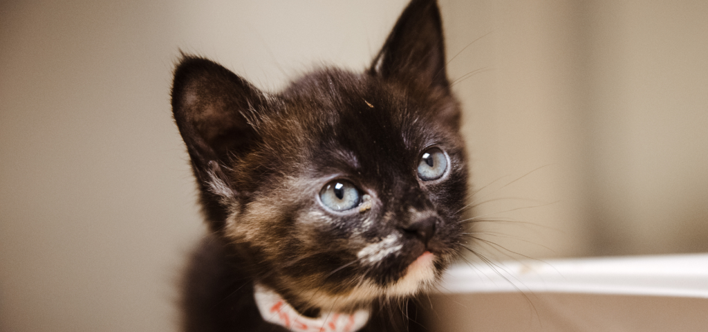 Kitten Adoption Information - Oregon Humane Society