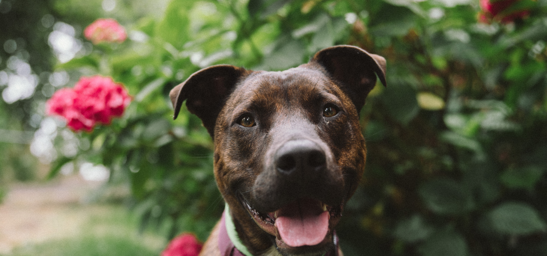 Train Your Pet | Oregon Humane