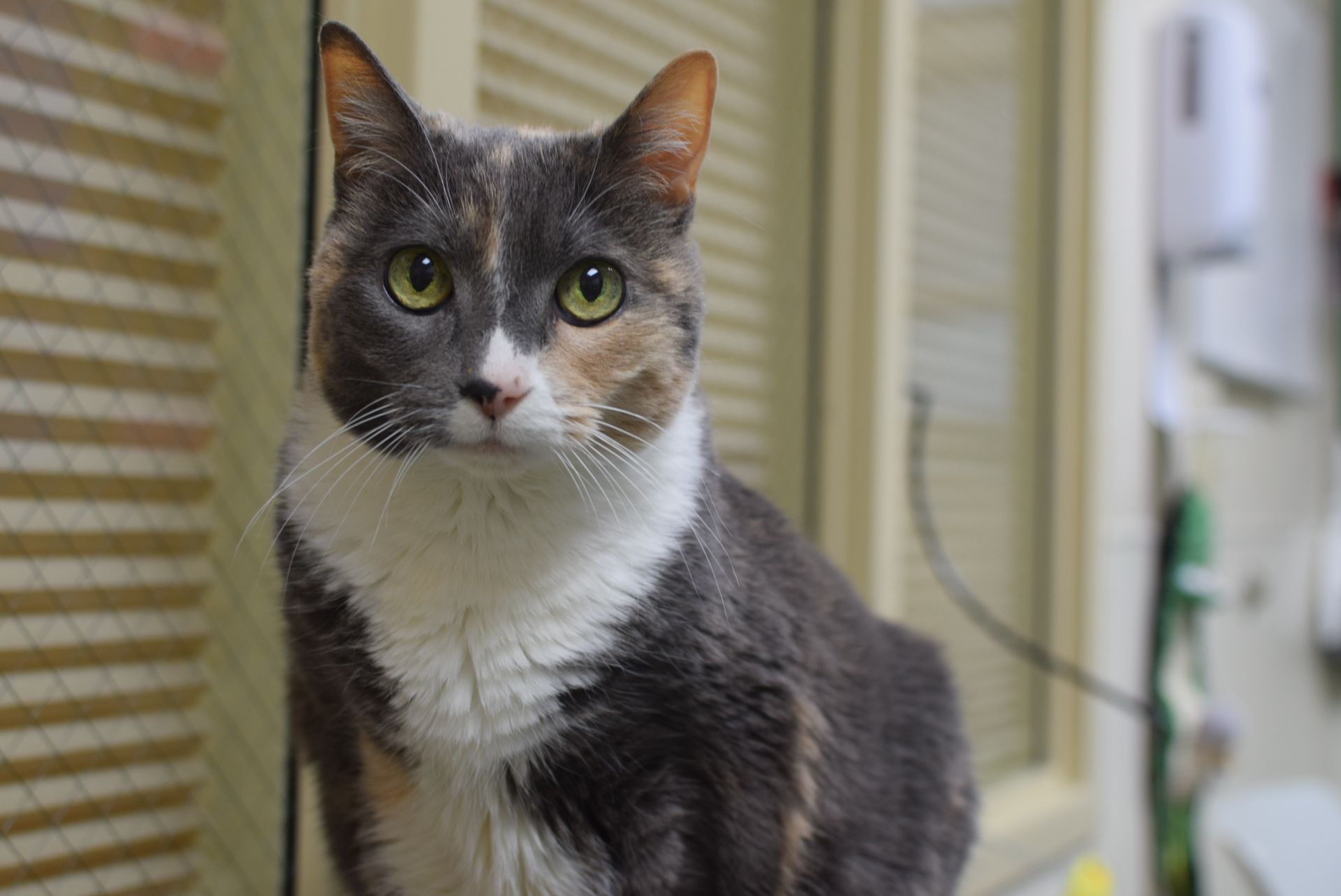 Friends Forever 2022 - Year of the Cat - Oregon Humane Society