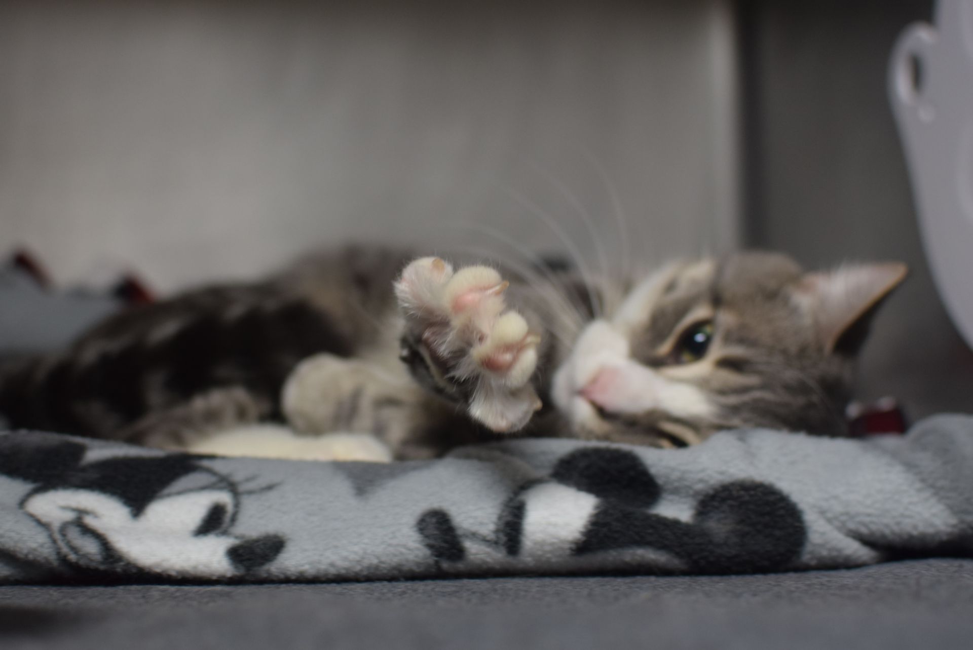 Animal Crimes Forensic Center | Oregon Humane