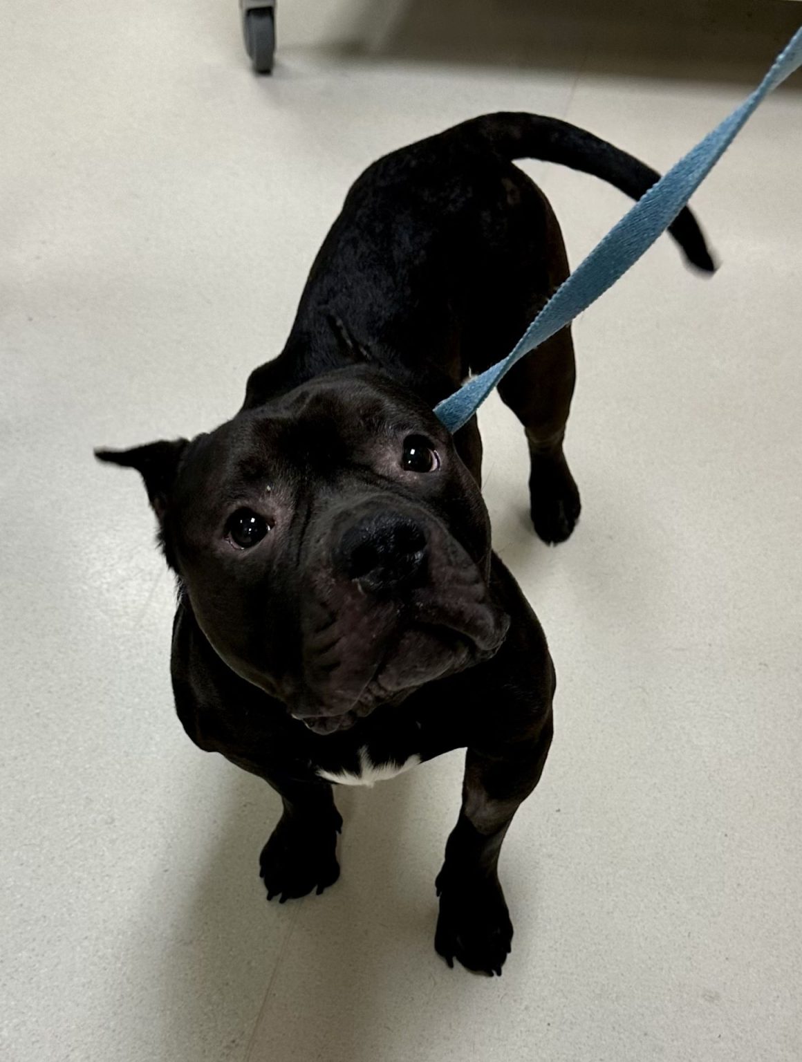 Community Veterinary Hospital - Oregon Humane Society