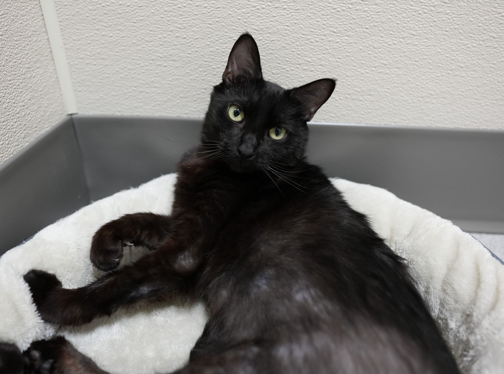 OHS' Renovated Cattery Reopens to the Public | Oregon Humane