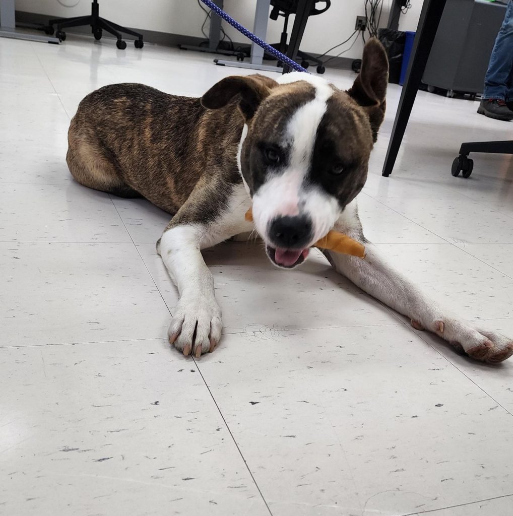 Individualized Care for Salem Pets | Oregon Humane