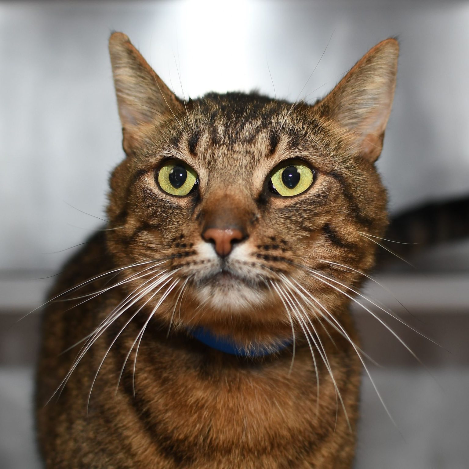 Here for Salem | Oregon Humane