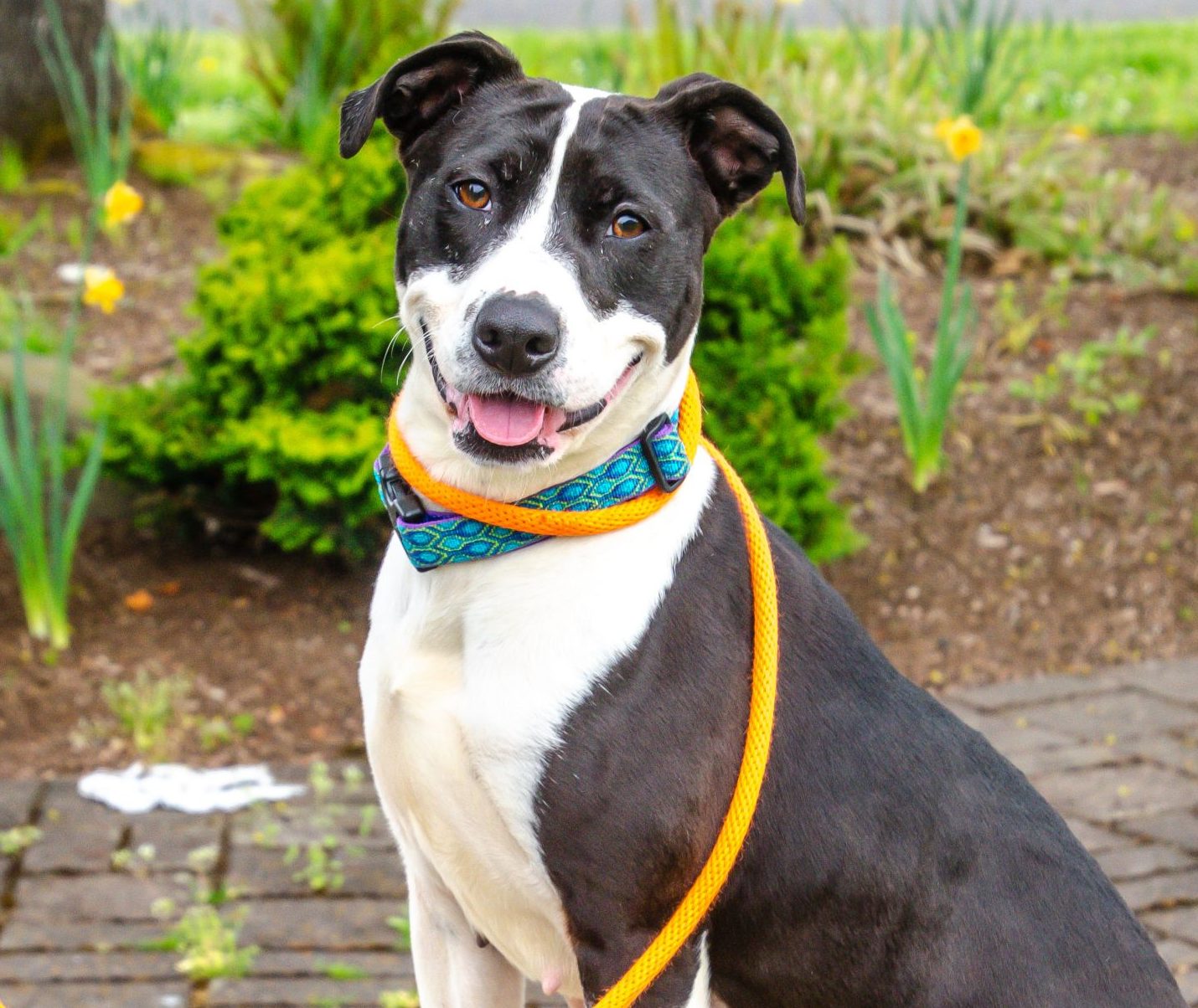 Here for Salem | Oregon Humane