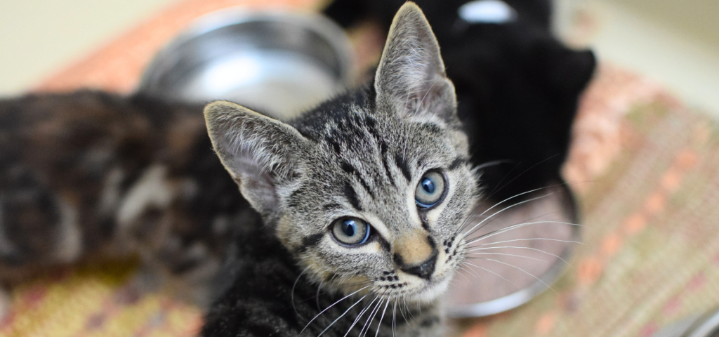 Adoption Events - Oregon Humane Society