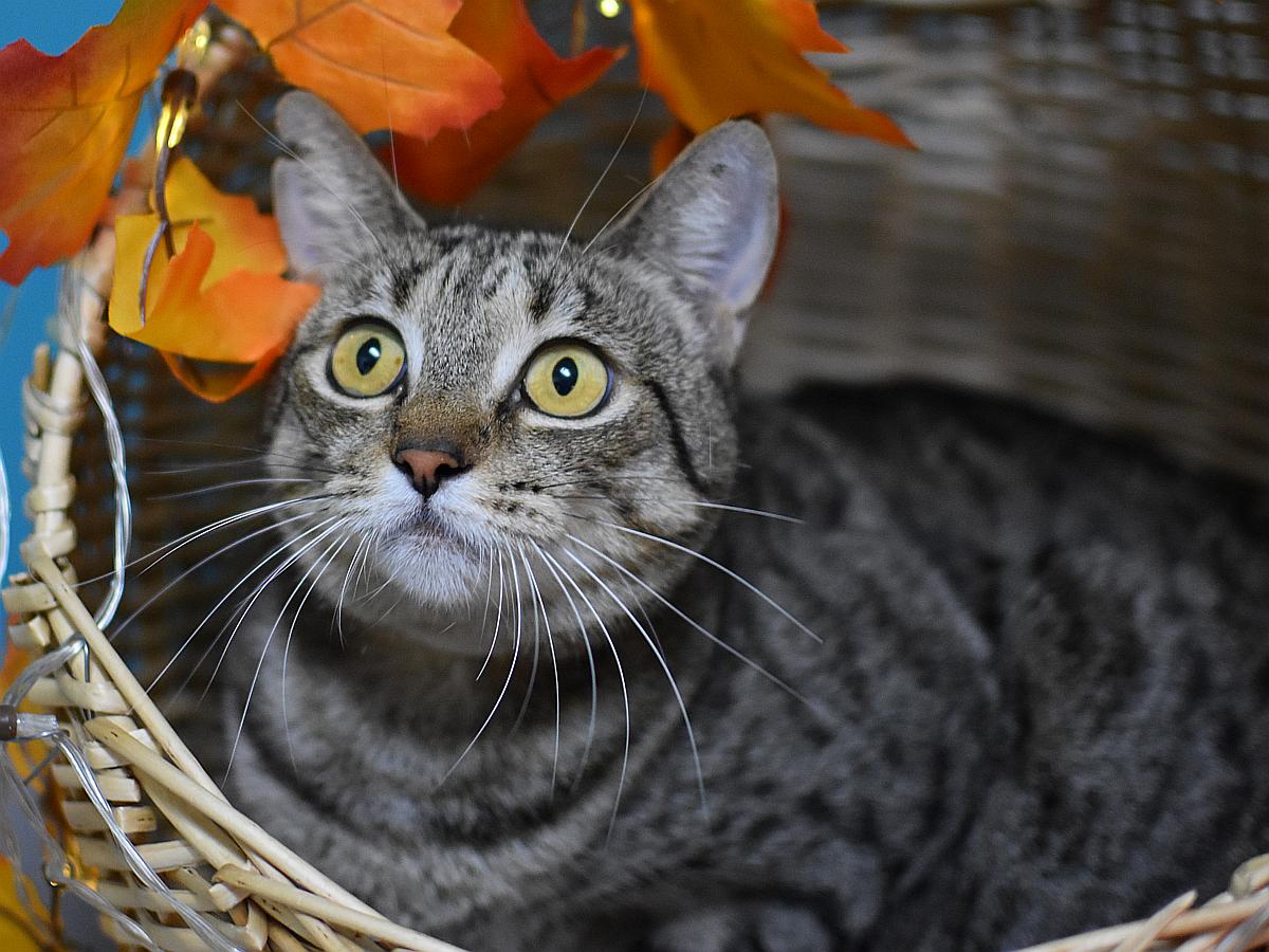 Caring for Maui Cats After the Rescue