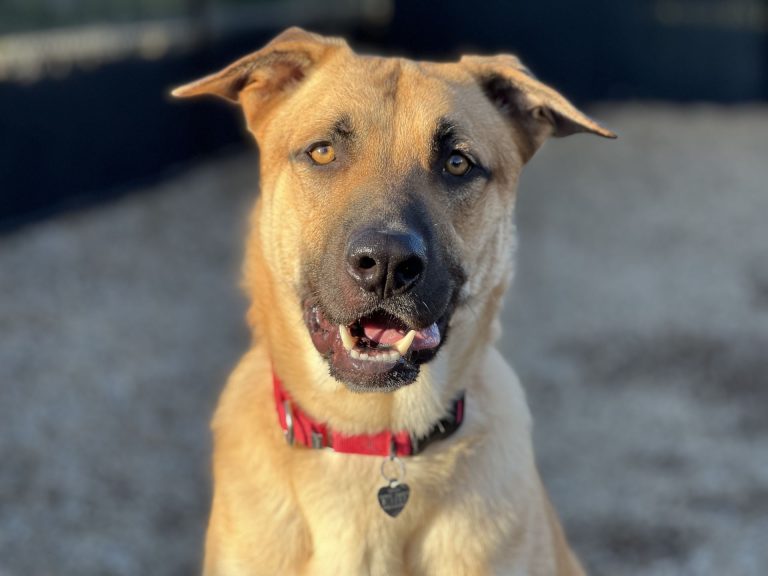 Train Your Pet | Oregon Humane