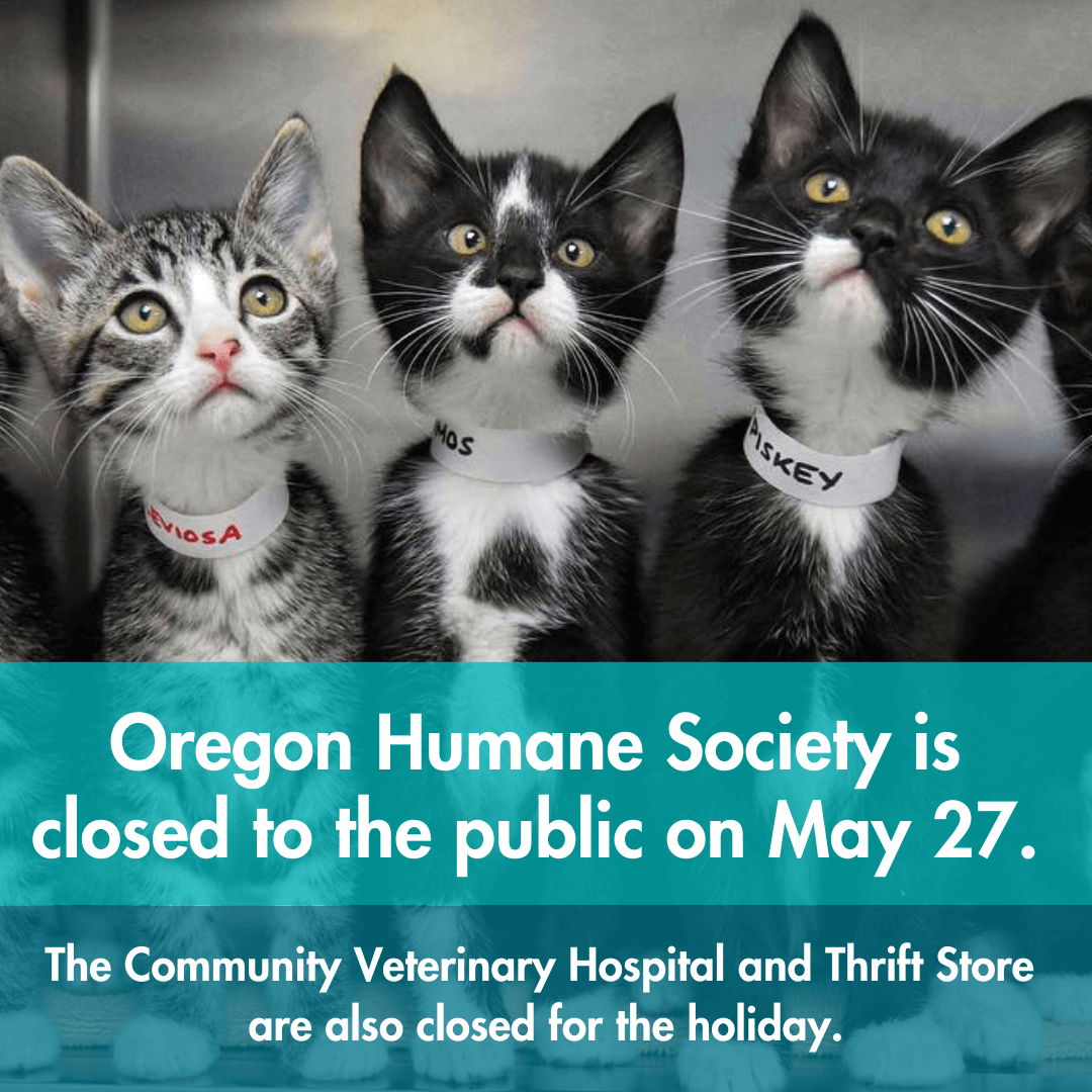 Animal Details | Oregon Humane Society