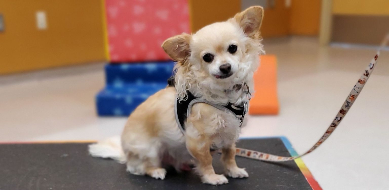 Small Dogs | Oregon Humane