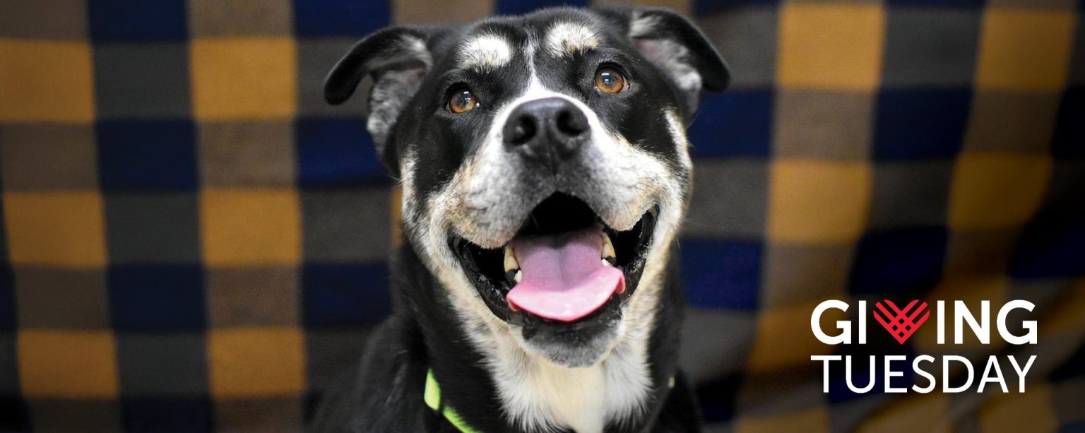 #GivingTuesday - Oregon Humane Society