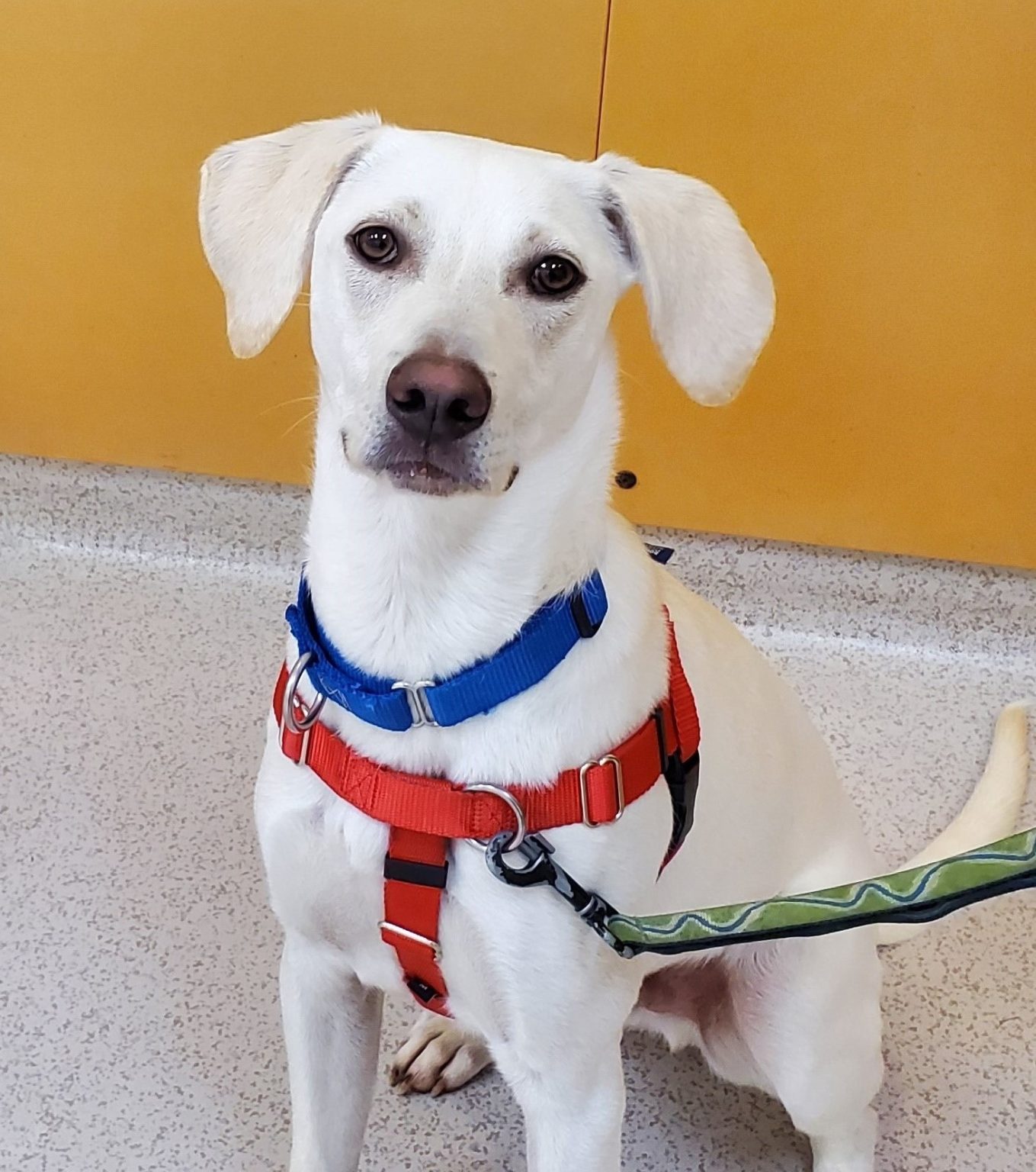 Train Your Pet | Oregon Humane