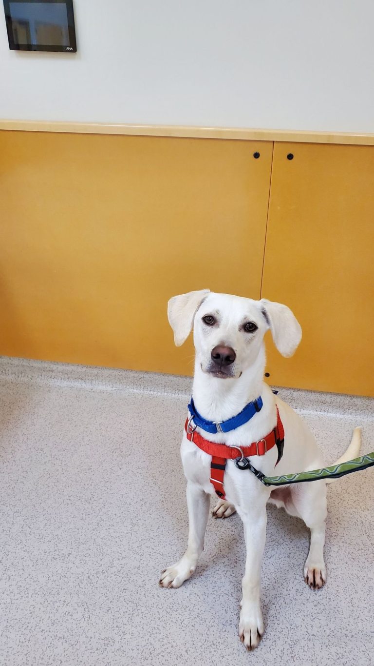 Adolescent Dog Training | Oregon Humane