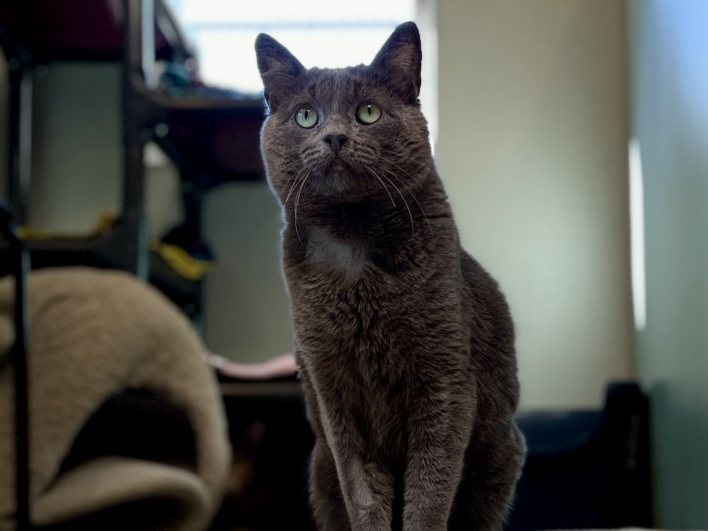 Week of Wonder - Oregon Humane Society