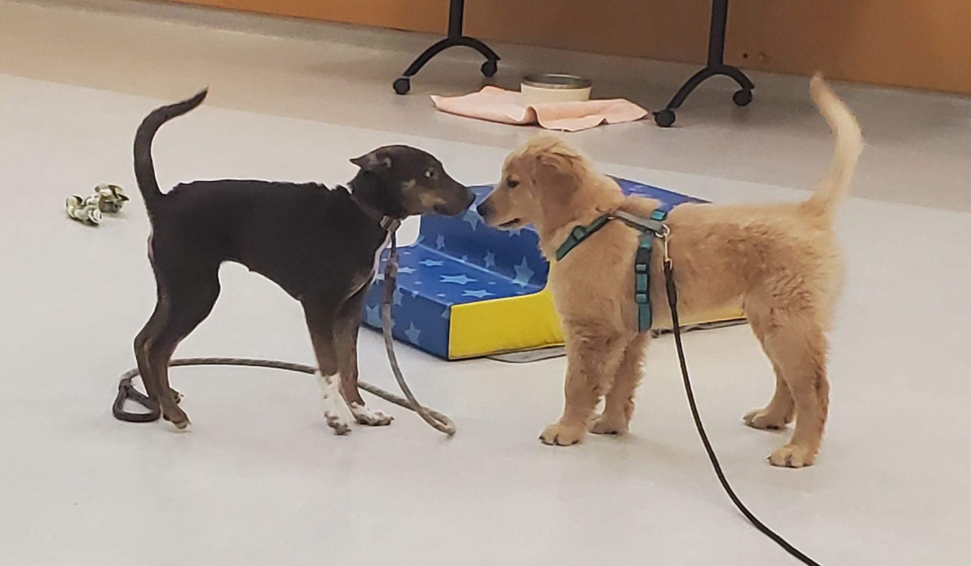 Puppy Preschool | Oregon Humane
