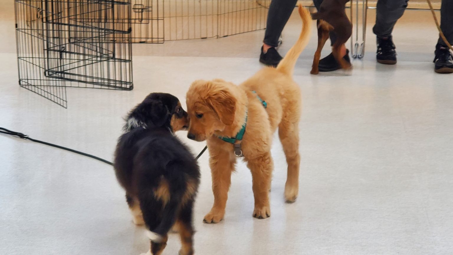 Puppy Romps | Oregon Humane