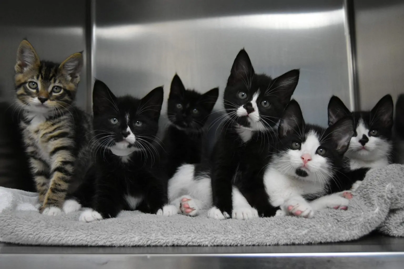 Oregon Humane Society