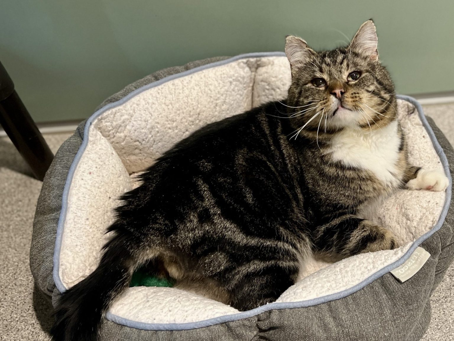 How to Help Stray Cats - Oregon Humane Society