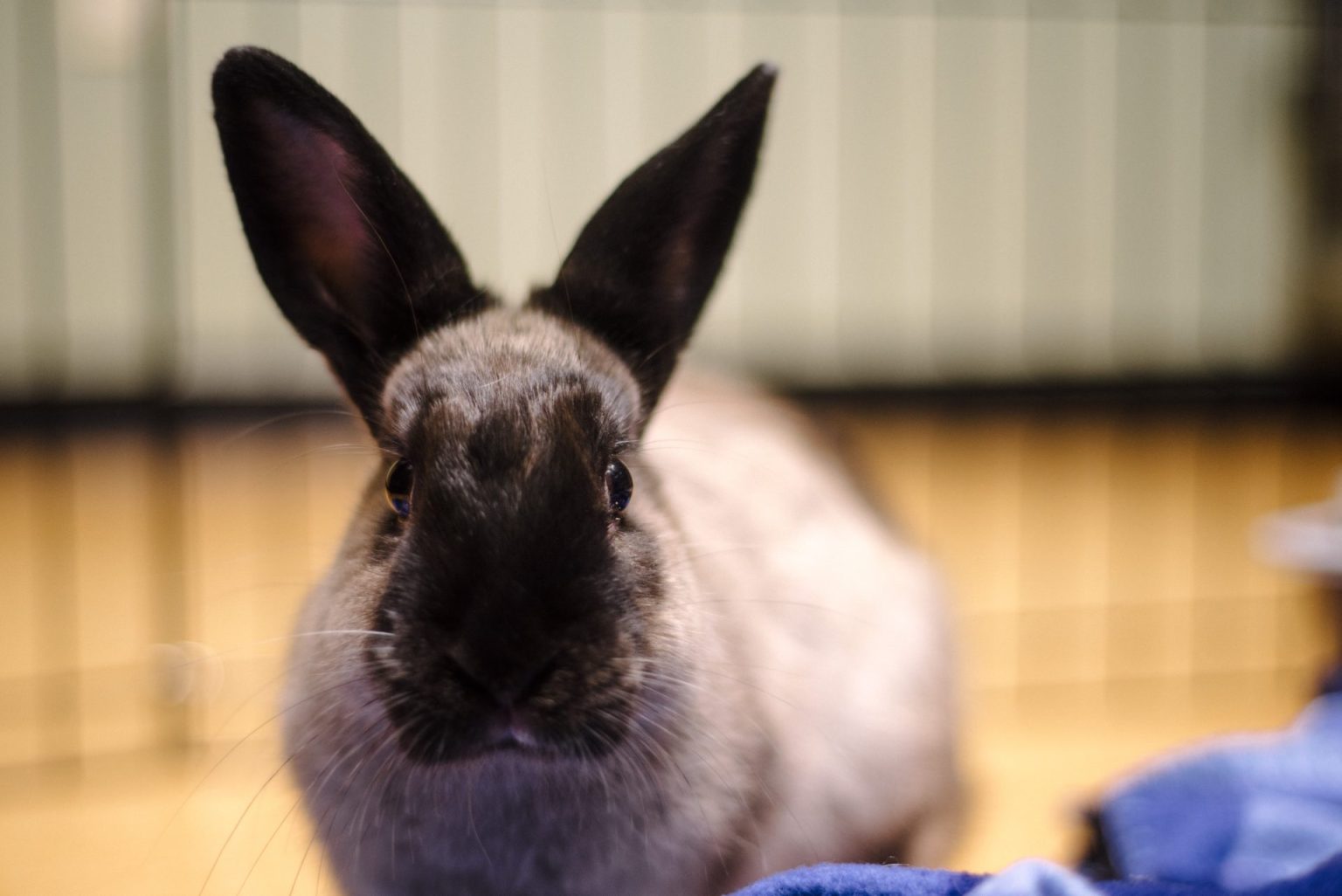 Legacy Giving | Oregon Humane