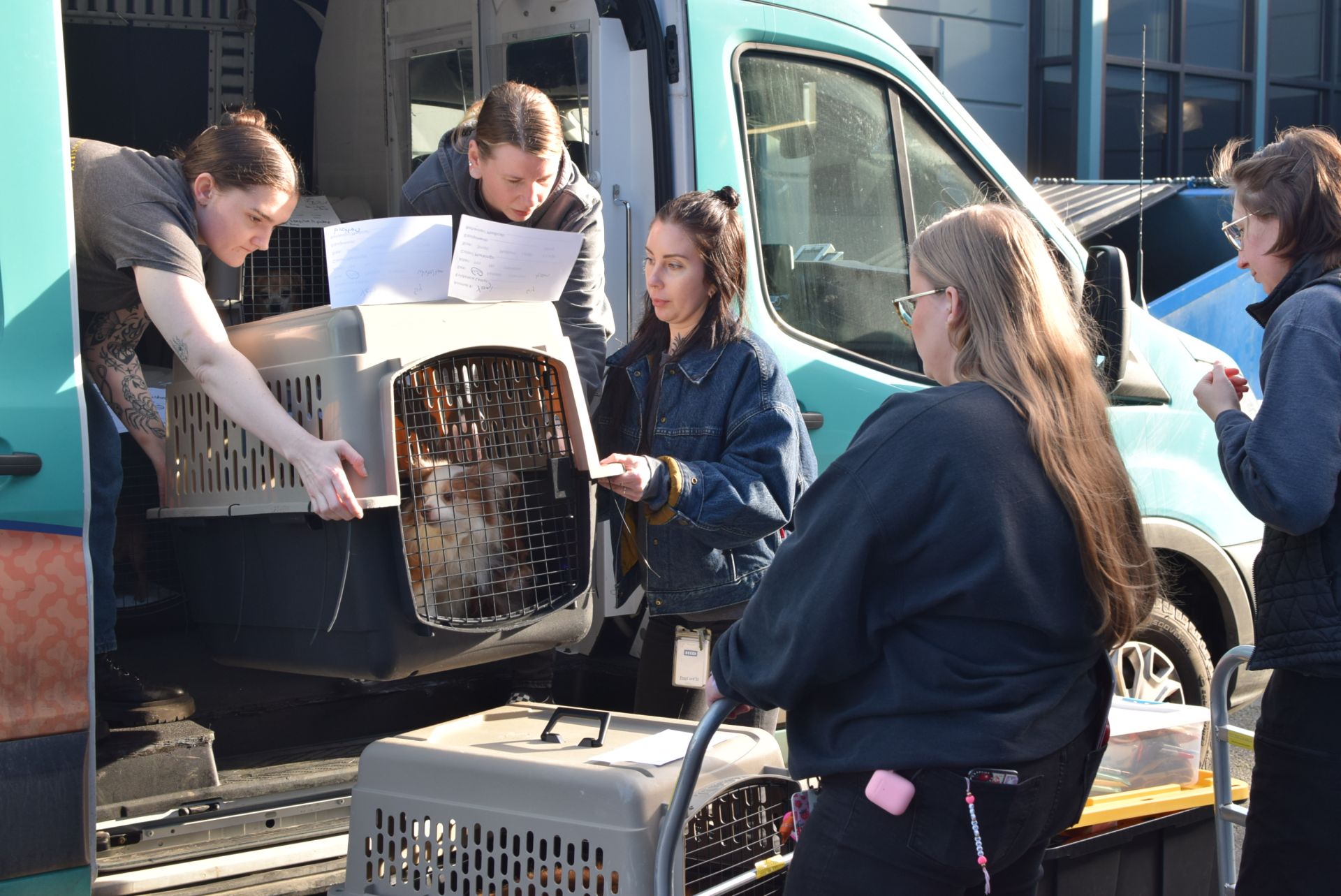 Urgent Arrival of 21 Dogs | Oregon Humane