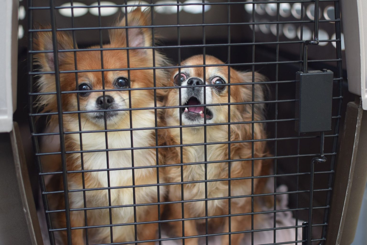 Urgent Arrival of 21 Dogs | Oregon Humane