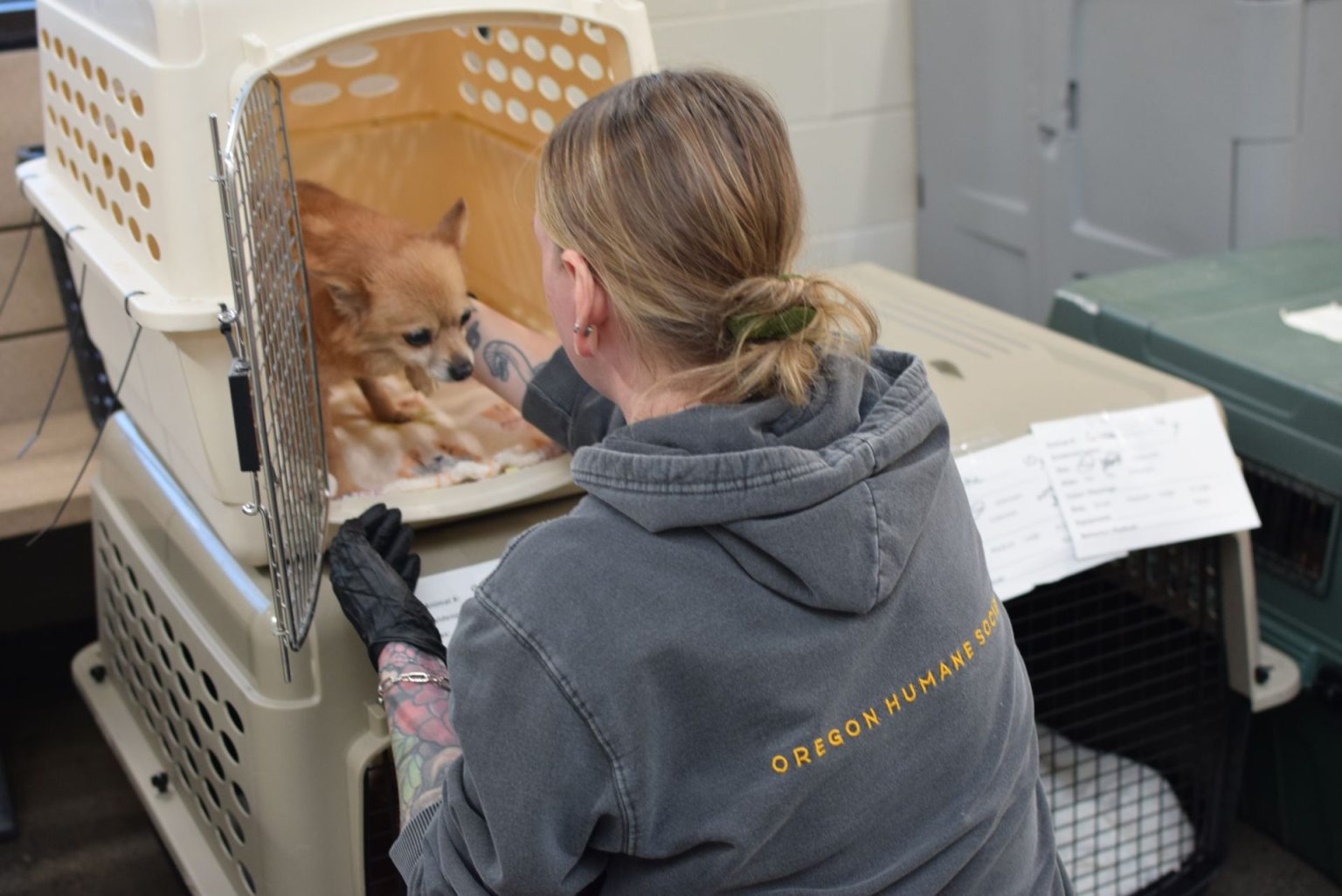Urgent Arrival of 21 Dogs | Oregon Humane