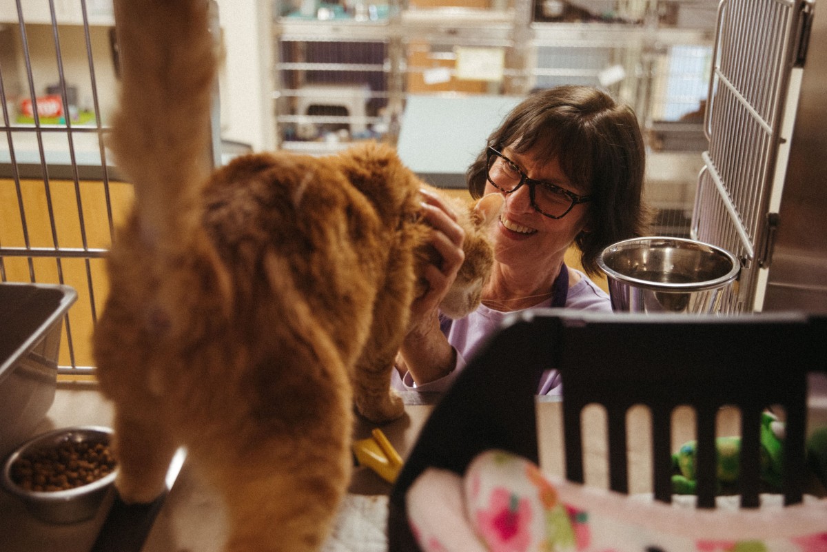 Cattery Animal Care Technician Assistant