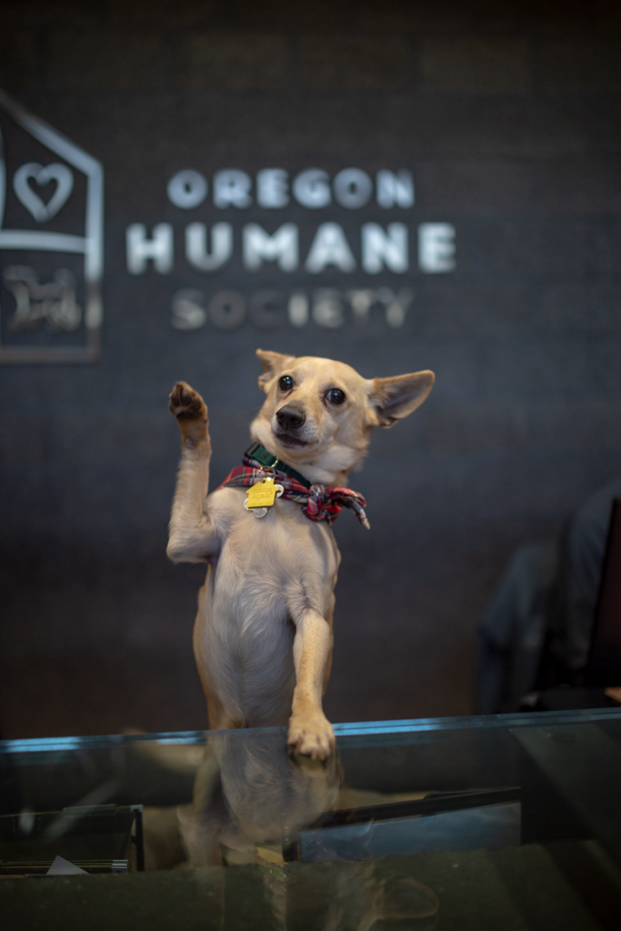 OHS Expands Access to the Shelter starting Feb. 28 - Oregon Humane Society