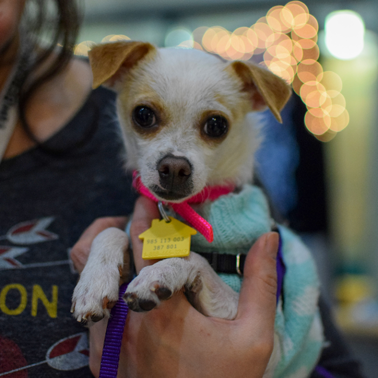 Oregon Humane Society Marks Final Adoption of the Decade - Oregon ...