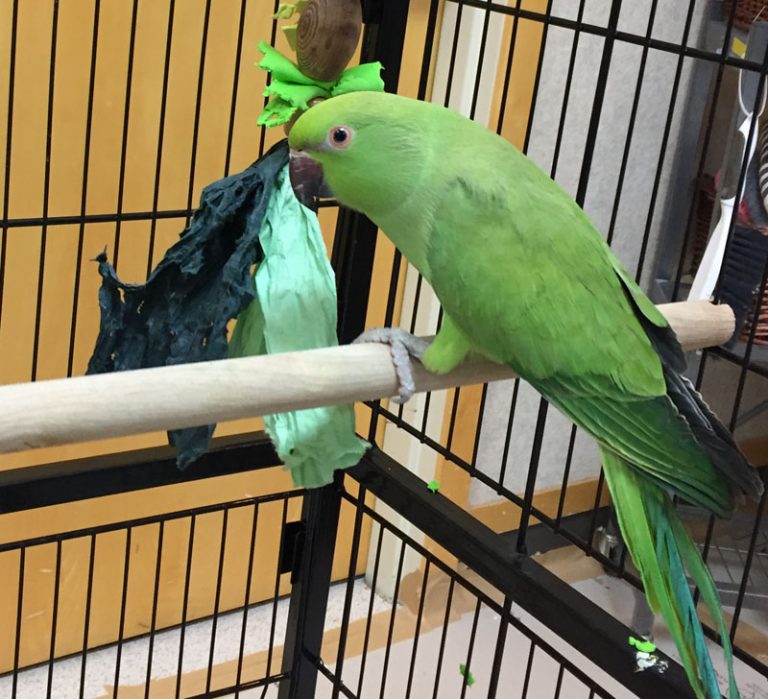 Adoptions Planned for Rescued Birds - Oregon Humane Society