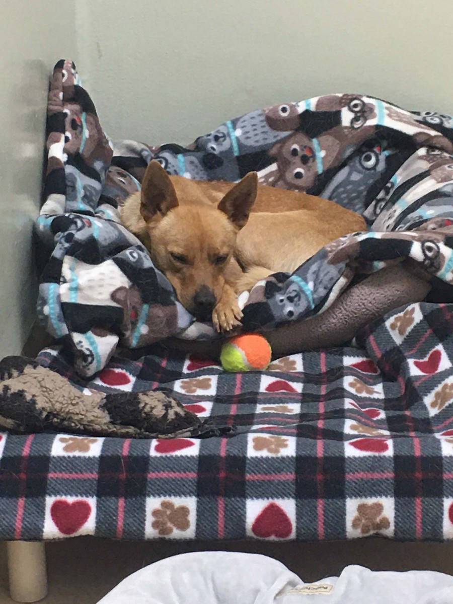 Inside the Shelter: A Day in the Life of Boone | Oregon Humane