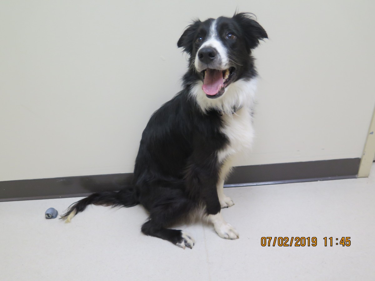 Justice for Ziggy | Oregon Humane