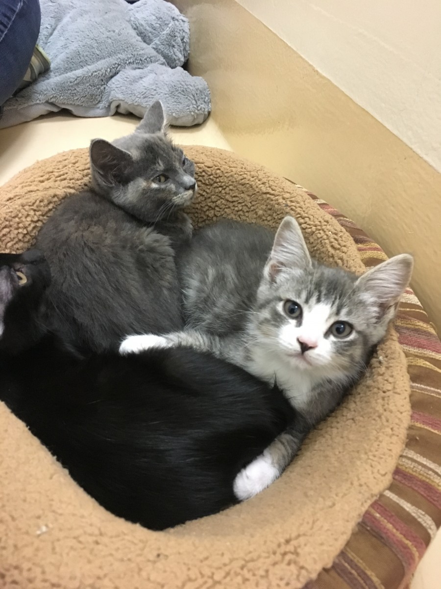 Adoption Fees Reduced for Cats and Kittens, July 27-29 - Oregon Humane ...