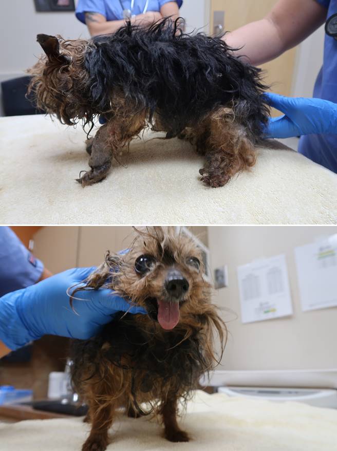 OHS Offers $1,000 Reward in Case of Abandoned, Neglected Dogs | Oregon ...