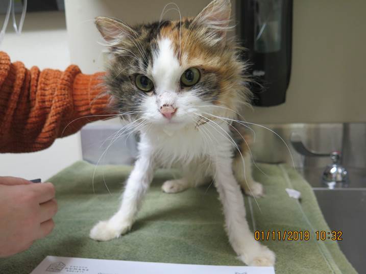 Cats Rescued from Neglect Looking for Special Homes - Oregon Humane Society