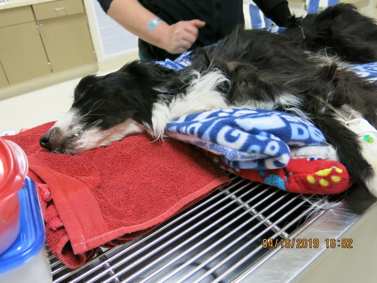 Justice for Ziggy | Oregon Humane
